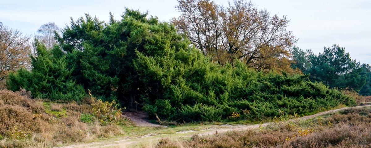 De wakel wintergroen op woeste grond – Taaldacht